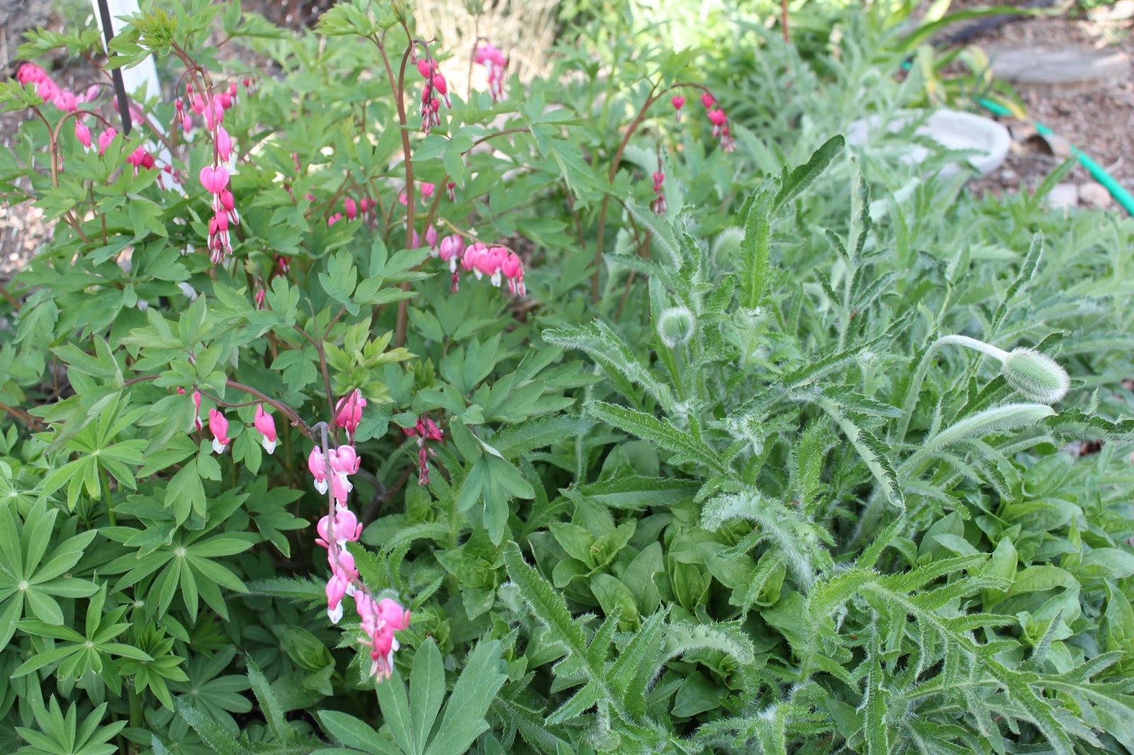 Undaunted Gardener: And so begins another season