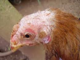 CARA MENGOBATI KURAP AYAM TANPA BIAYA TINGGI ~ AYAM BANGKOK SUBANG ISTIMEWA