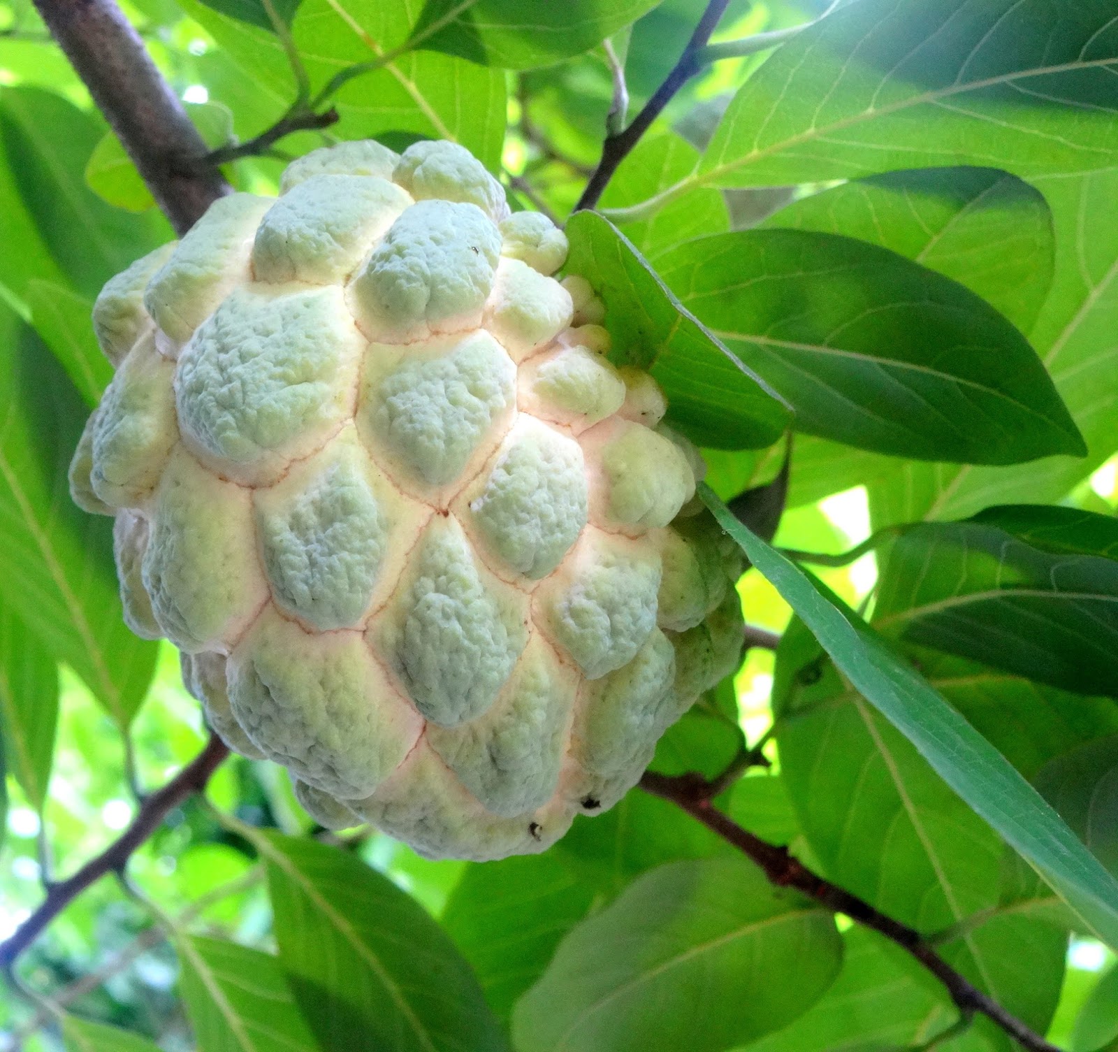 Sugar Apple Kulfi | Sitaphal Kulfi | Sharifa Kulfi | Ambrosia