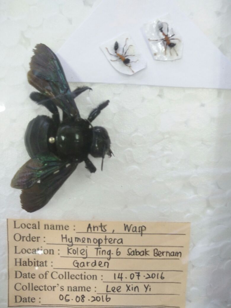 964 BIOLOGY- Malaysian insects