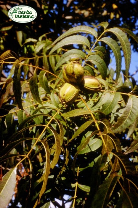 Noce pecan, un albero campagnolo