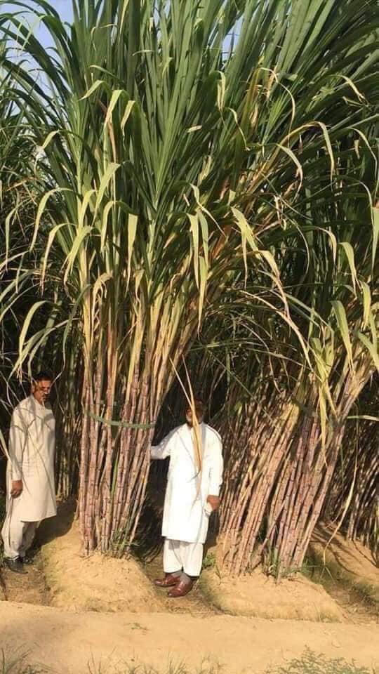 Panduan Lengkap Menanam Tebu Secara Komersial Oleh Jabatan Pertanian ...