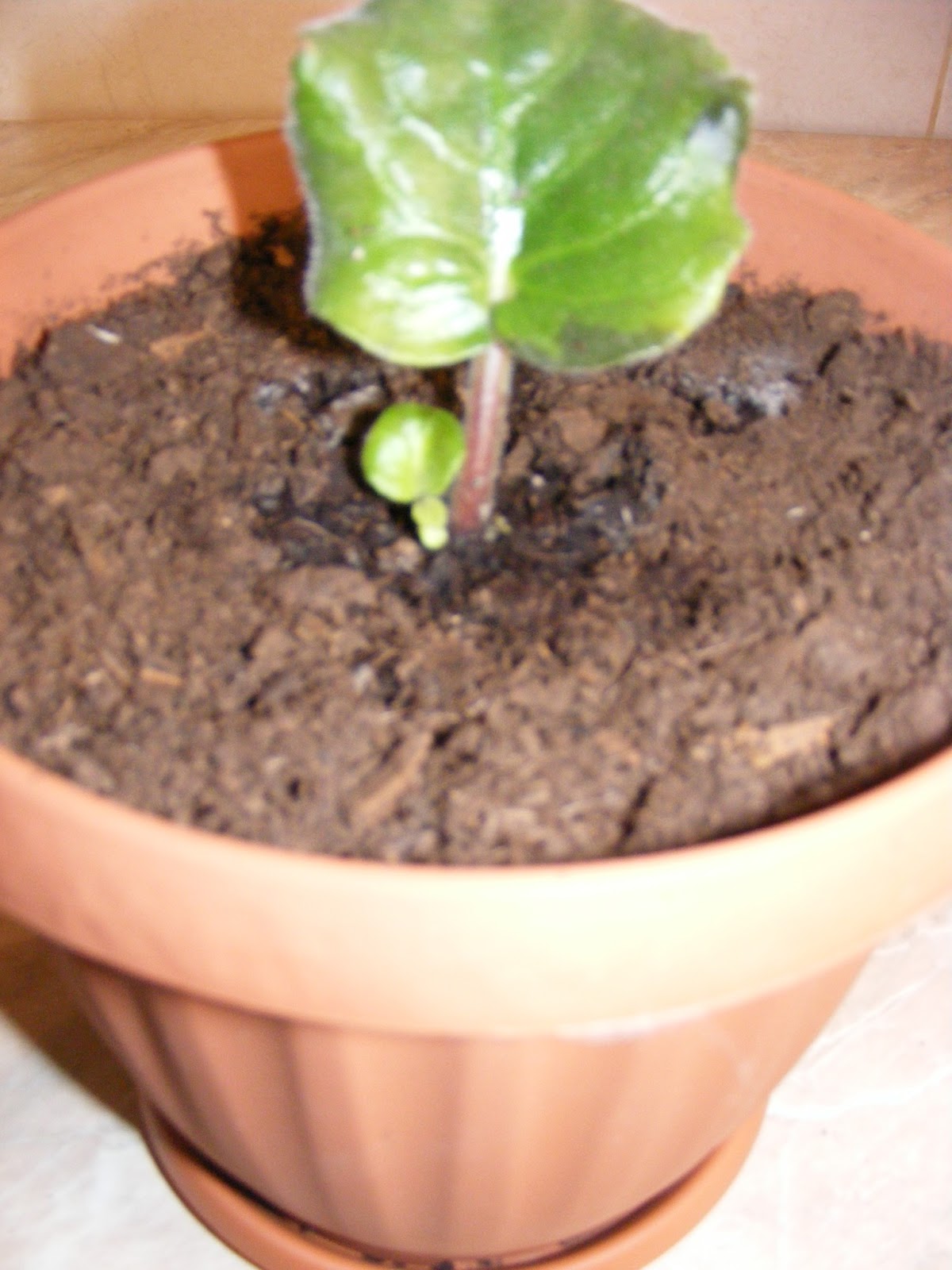 Violete de parma | Preparatedevis.ro