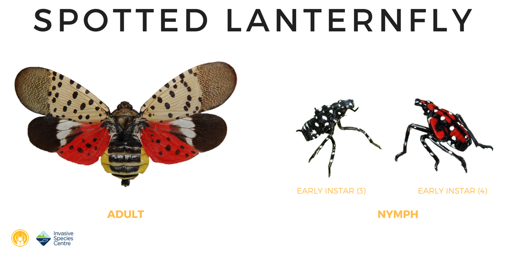 What You Need to Know About This Invasive Species -Spotted Lanternfly