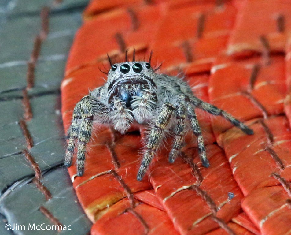 Ohio Birds and Biodiversity: Moth that mimics a spider!