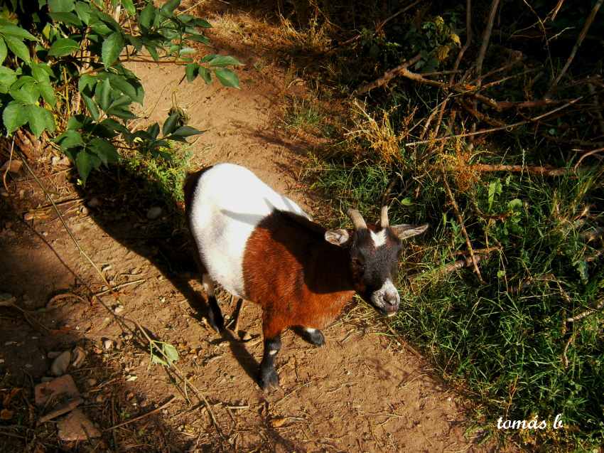 FOTOGRAFIAS: Una Cabrita muy Simpática