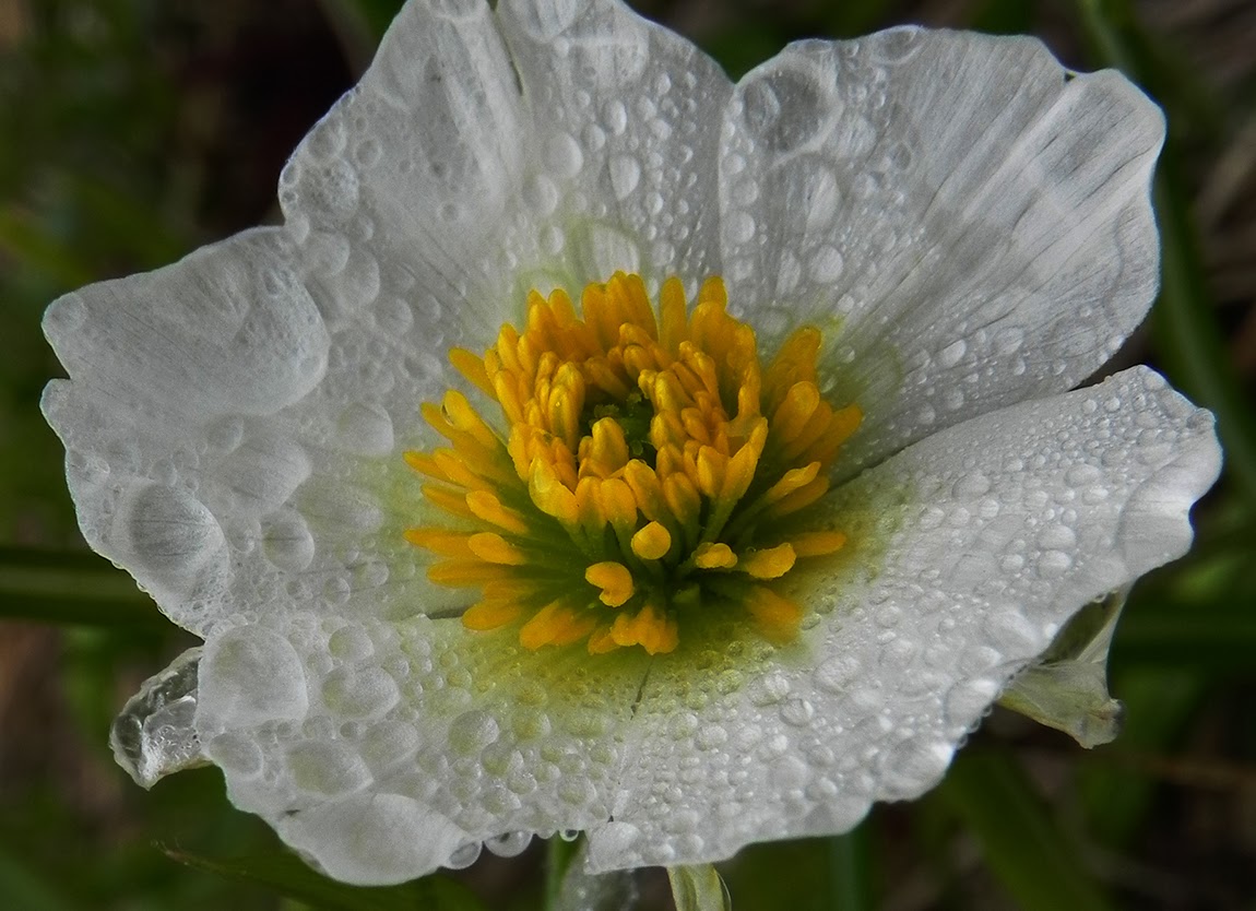 FLORA DE PIRINEOS: Ranunculus amplexicaulis L (Puerto del Portalet ...