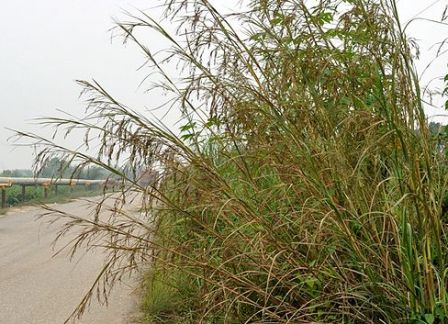 Khasiat Pimping Atau Rumput Riang-riang Untuk Kesehatan | Khasiat