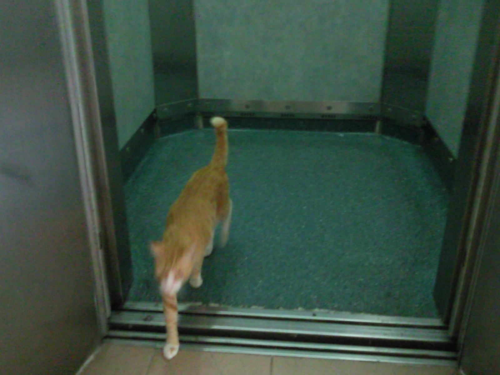 A Day In SG: Stray Cats Roaming Freely & Peaceful With Humans