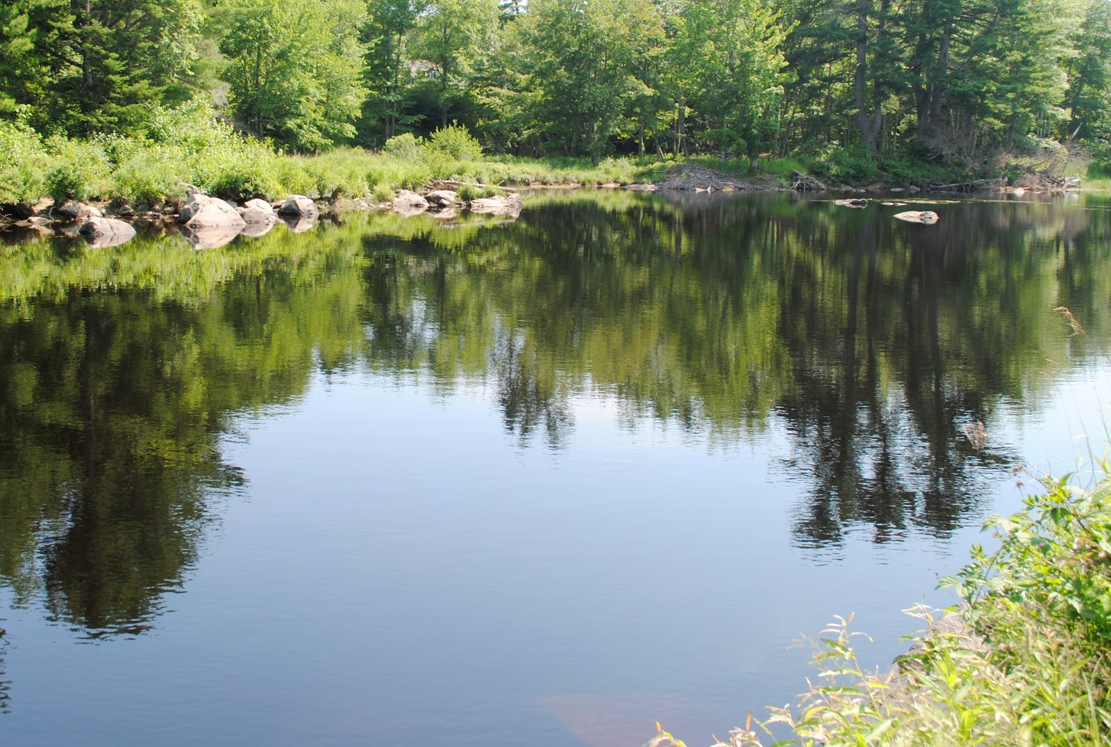 Field Notes and Photos: Beaver at the Cable Pool, Narraguagus River, Maine