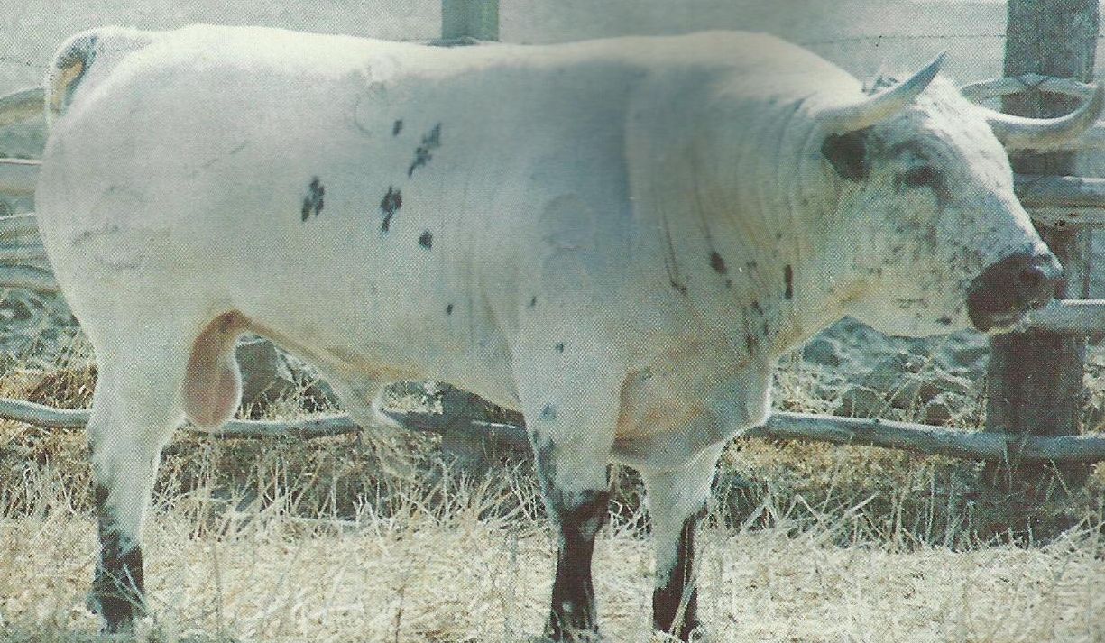 Blanco y Oro: * Pelajes del toro (Capítulo-II)