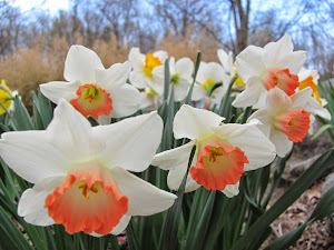 Botanical Junkie : Momo Botan Dwarf Lotus