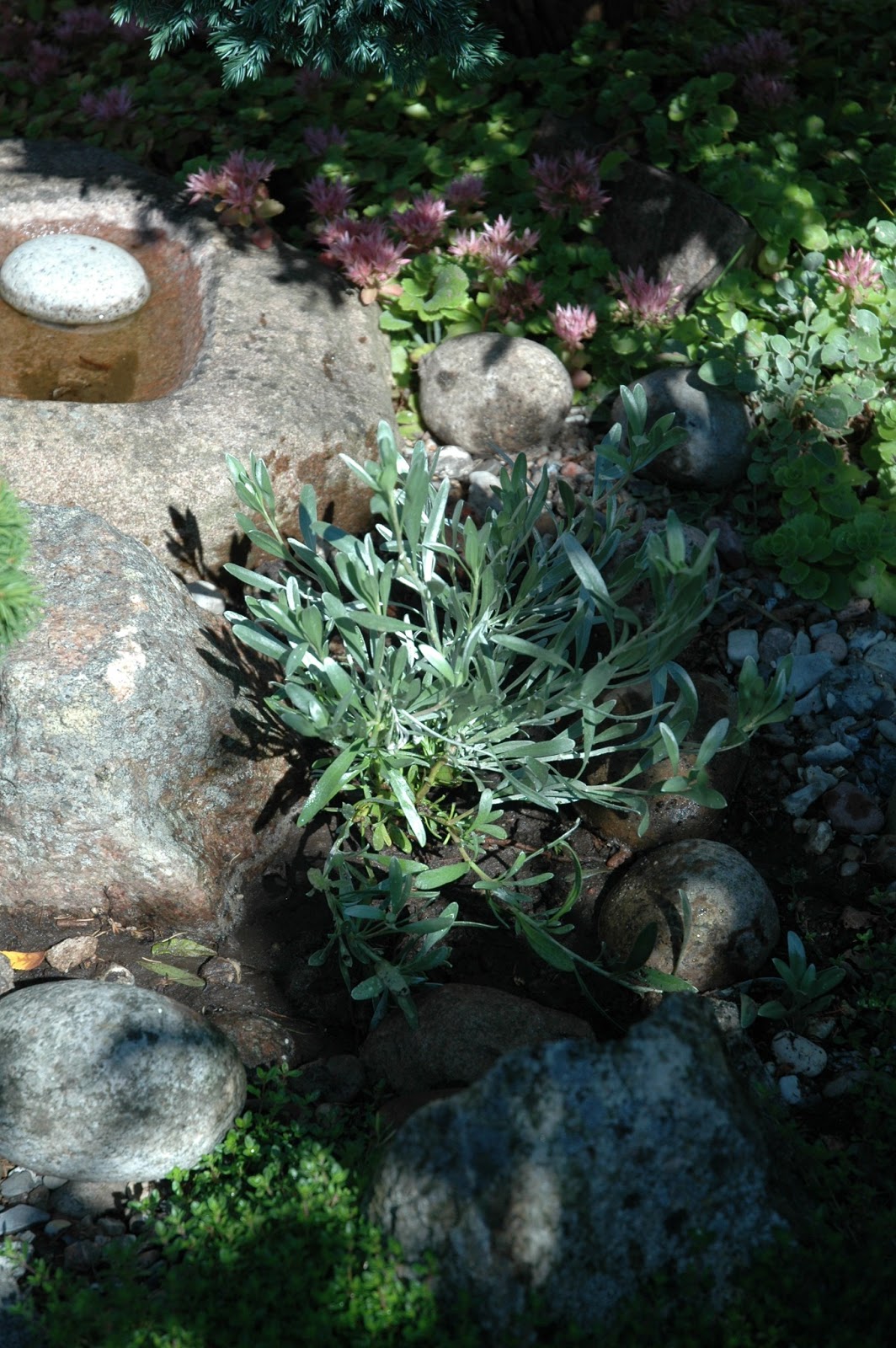 HAVETID: Engelske haver 4. del.