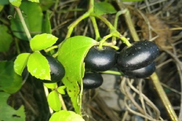 gambar buah lakum, galing, Cayratia trifolia