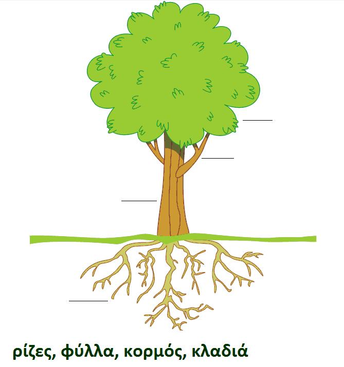 sxolikes...ataxies: ΔΡΑΣΤΗΡΙΟΤΗΤΕΣ ΓΙΑ ΤΑ ΦΥΤΑ