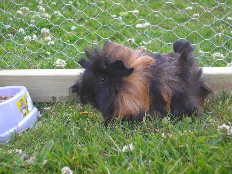 Mirjas Marsvin: Roan/dalmatin