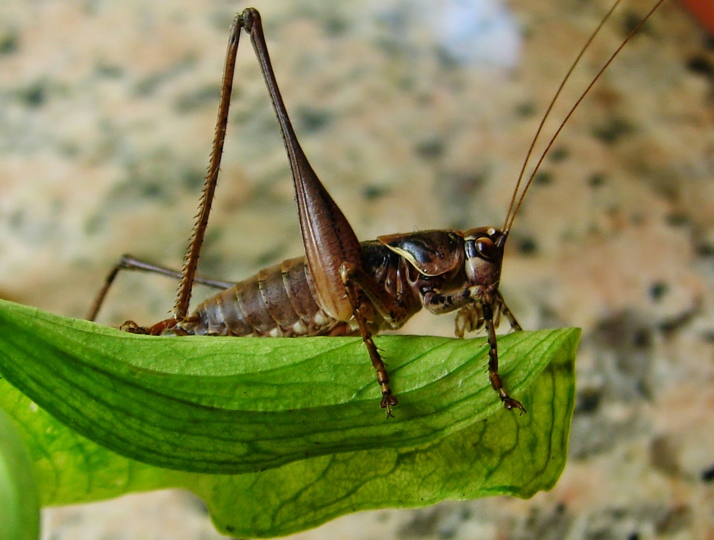 BREATHTAKING: Brown Bush Cricket.