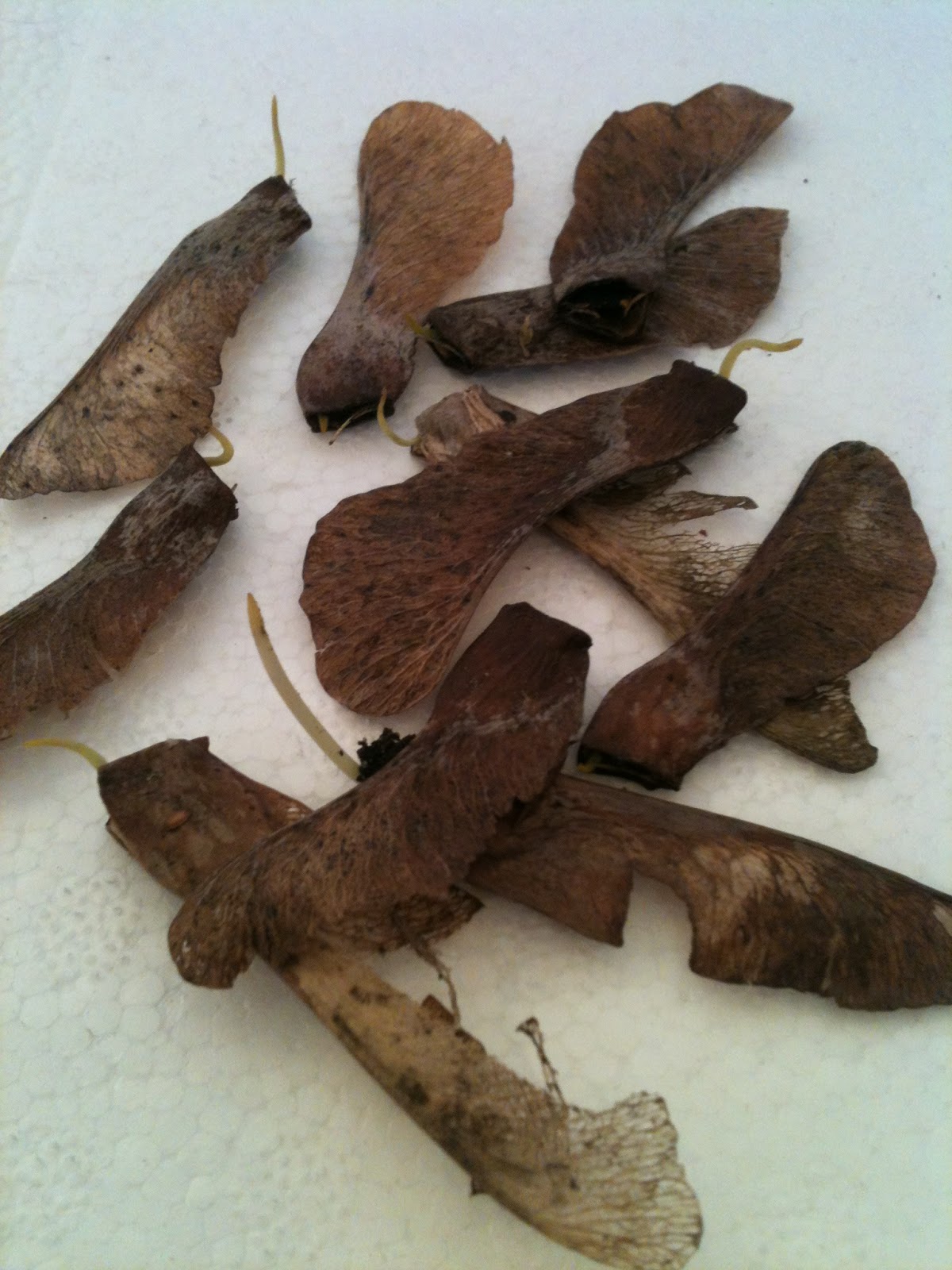 Chop Wood Carry Water Plant Seeds: Planting Maple seeds