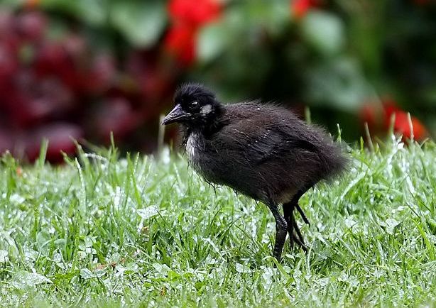 White-breasted Waterhen - ARUNACHALA BIRDS