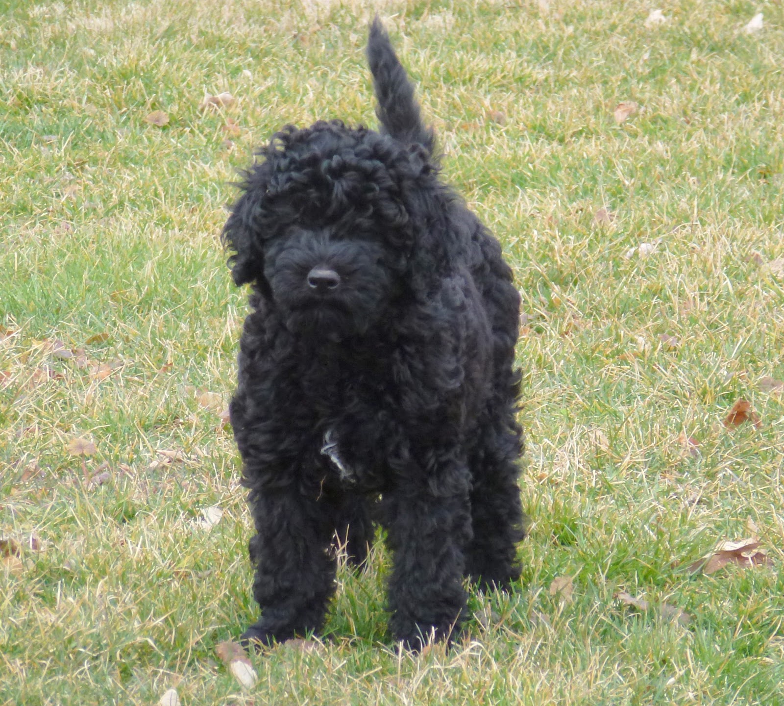 Hickory Tavern Farm Barbet: Learn About The Barbet
