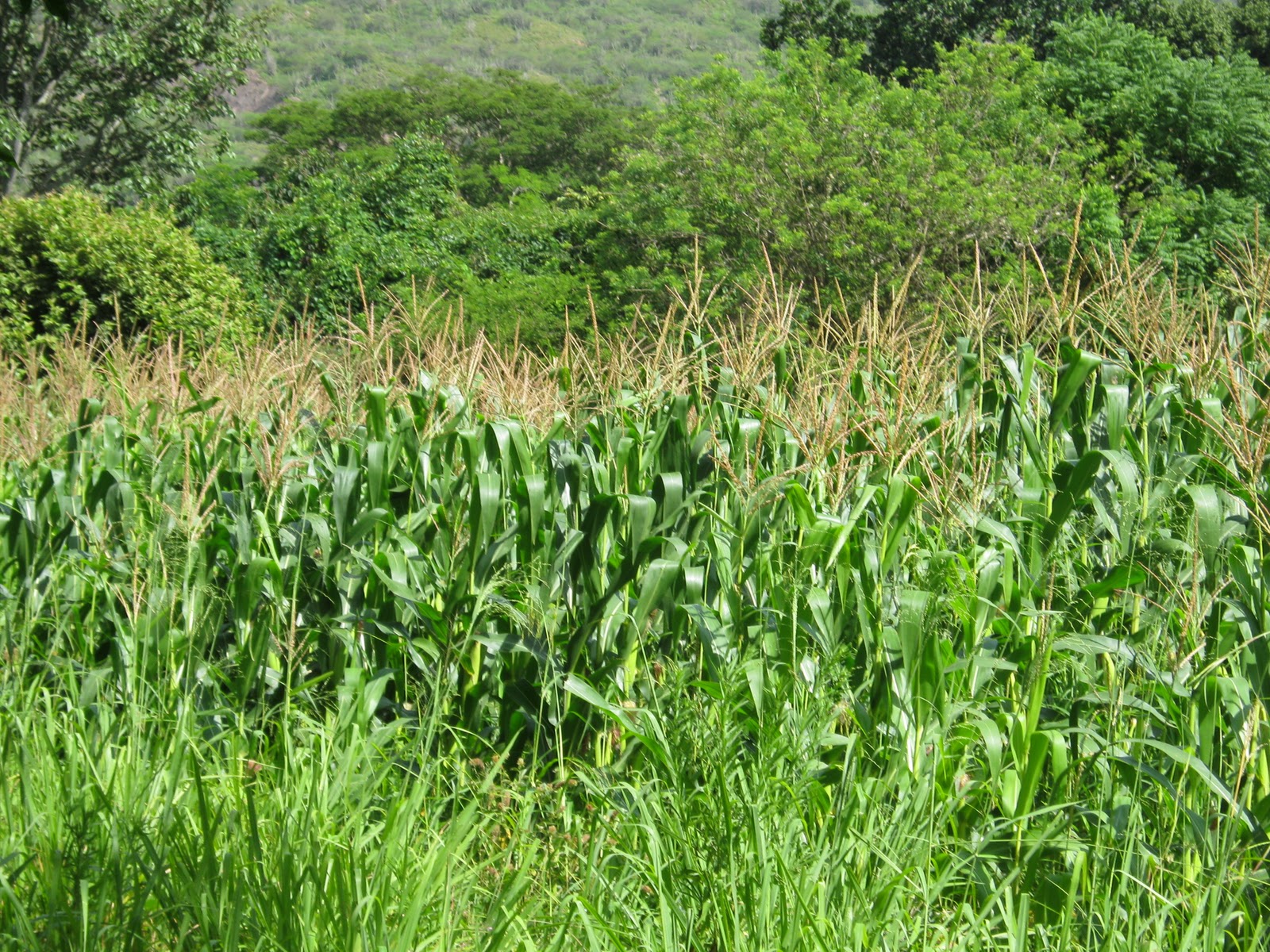 PASTOS Y FORRAJES: MAÍZ FORRAJERO