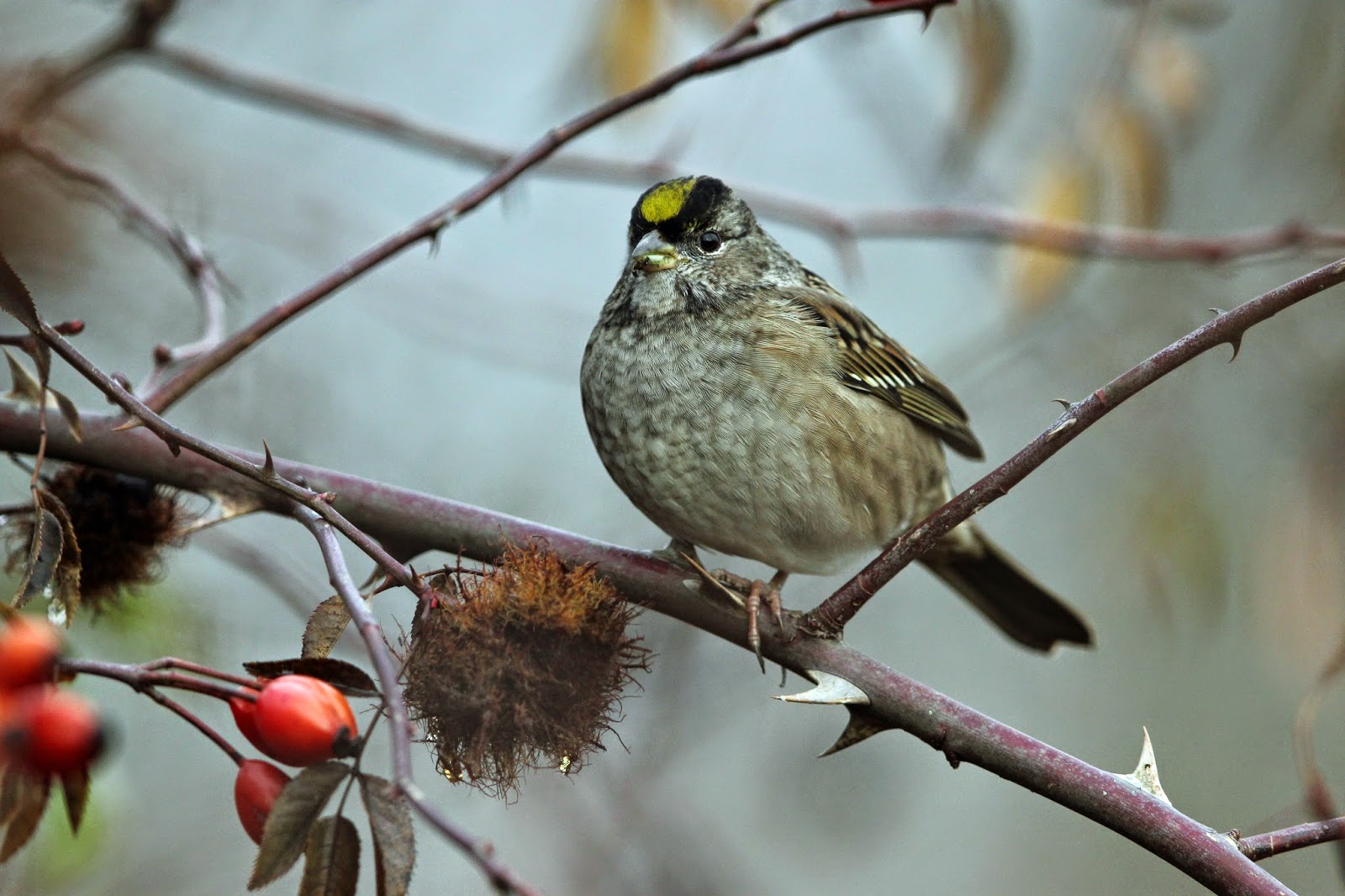 The Green Knee Club: Update: November 22 to December 7, 2014