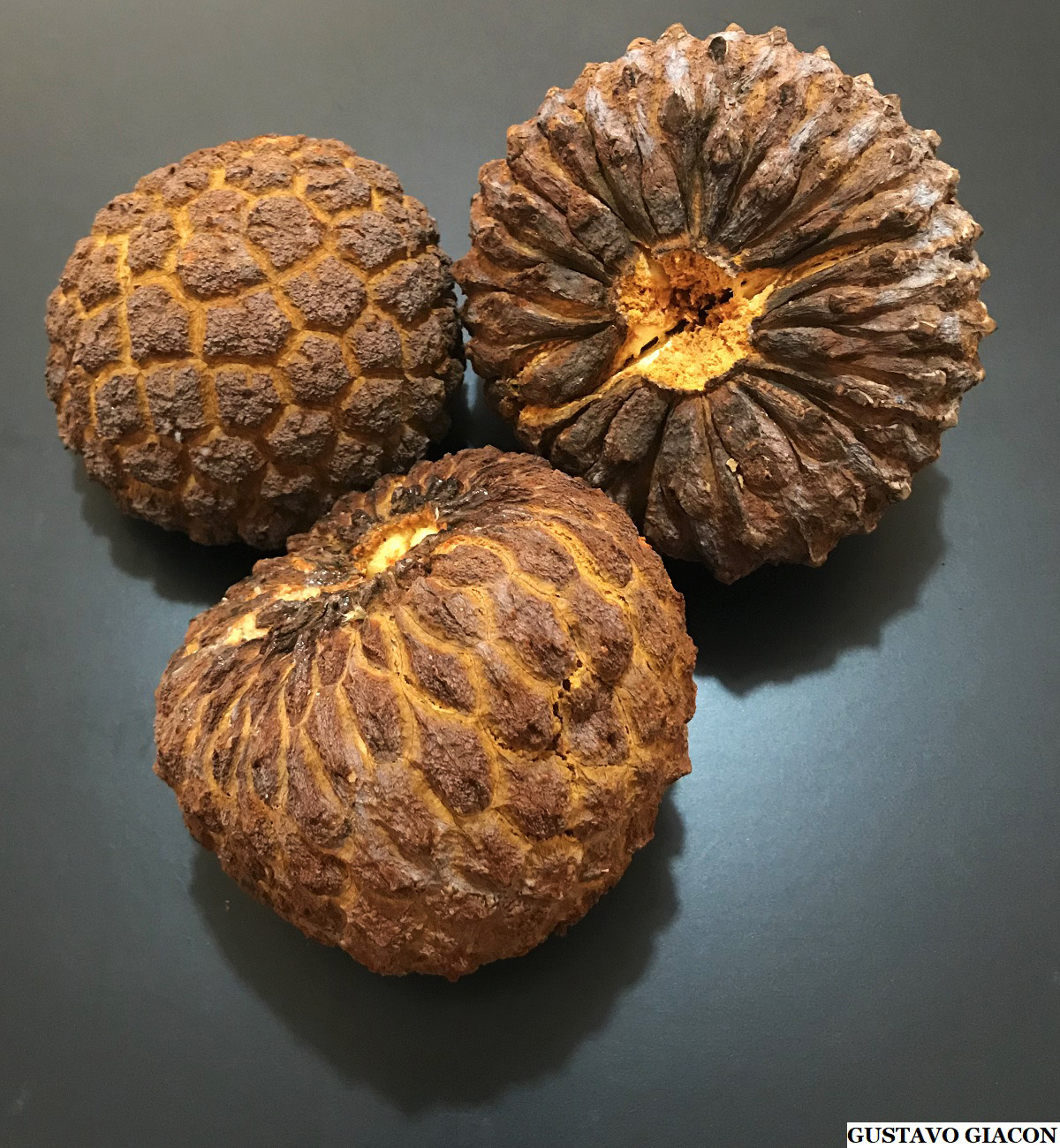 Viveiro Ciprest - Plantas Nativas e Exóticas: Marolo do Cerrado ...