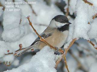 Northwest Nature Notes: FLOCKING BIRDS