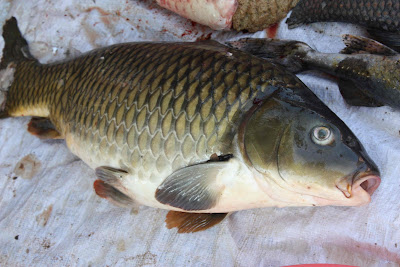 The World Tastes Good: My Second Day in Kratie, Cambodia