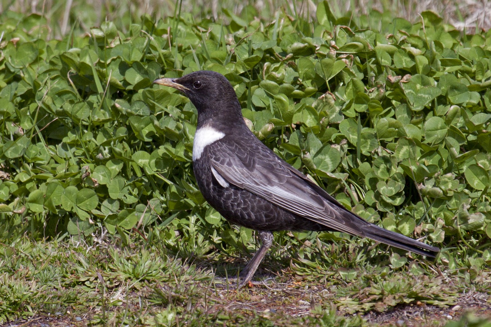 Sharpes birds: Ring Ouzel
