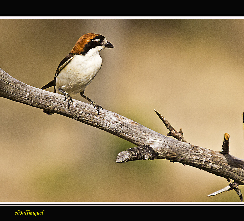 Miguel fotografia: Alcaudón Común (Lanius senator)