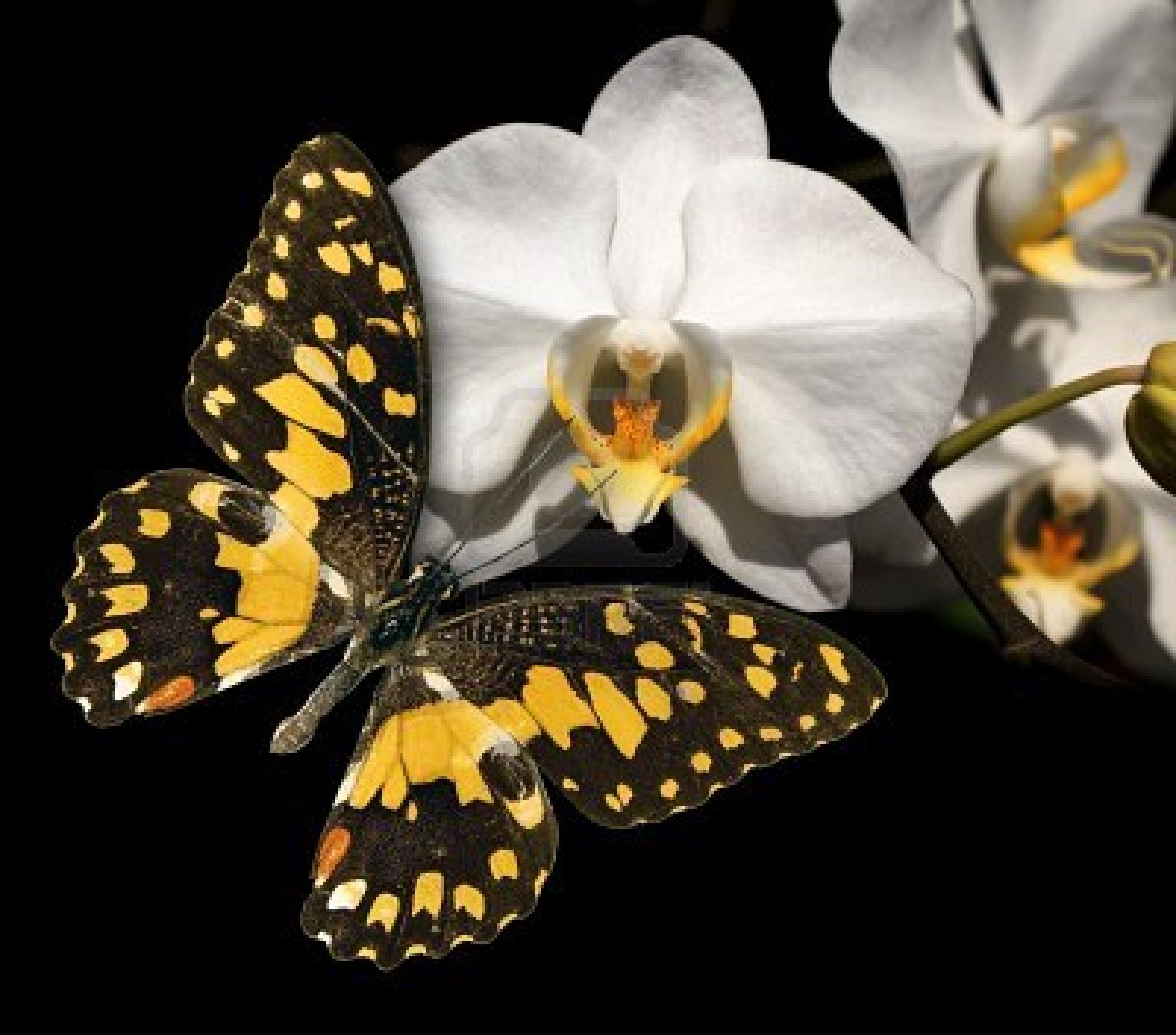 El JARDÍN DE GAIA: Orquídea Mariposa