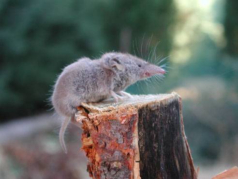 Un Lugar Para Descubrir: Los Mamíferos