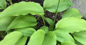 Dane County Extension Teaching Garden: Hosta ‘Jade Cascade'