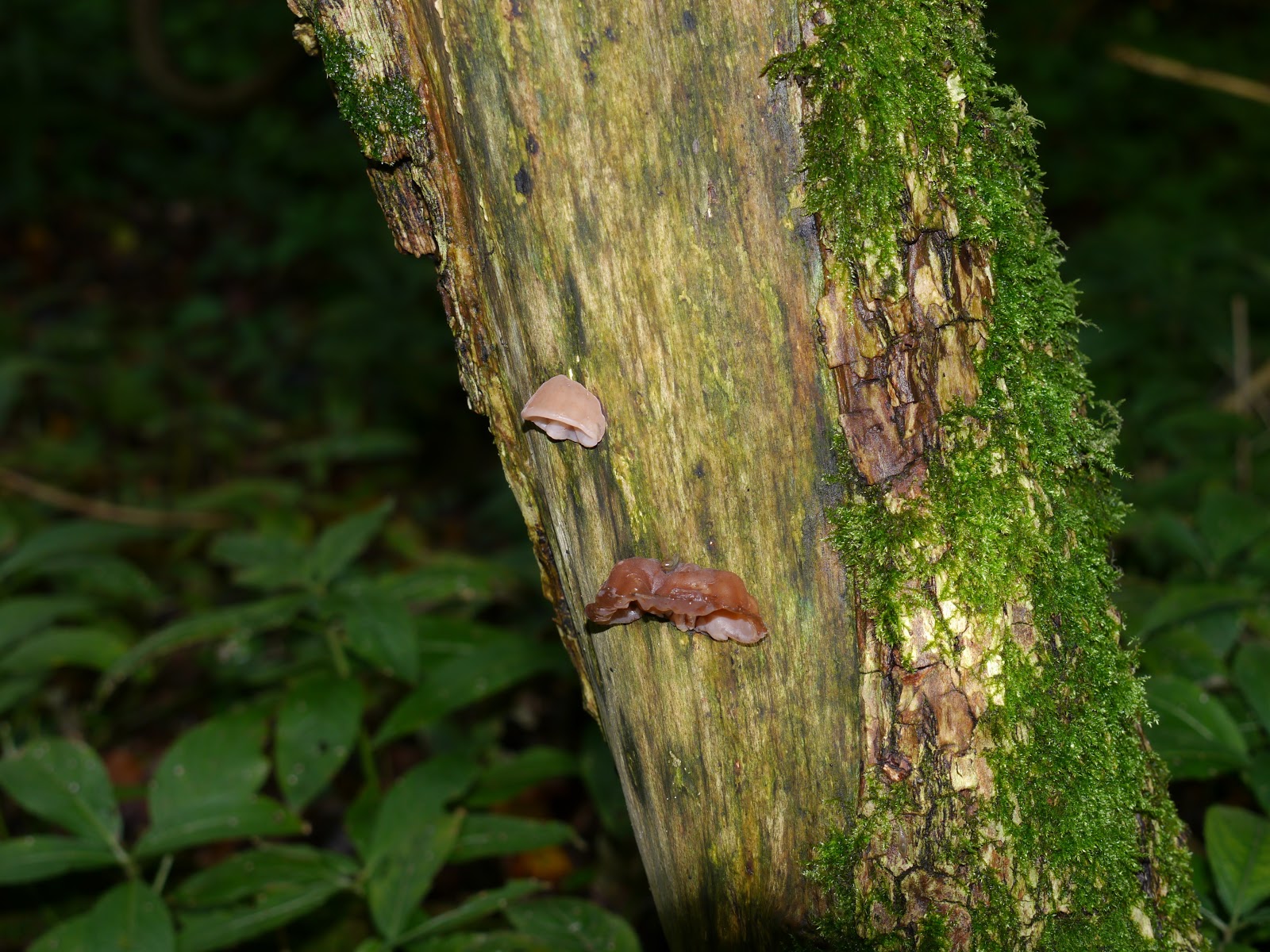 Longstoned: Breakheart Quarry, Dursley, random photos 06/10/2012