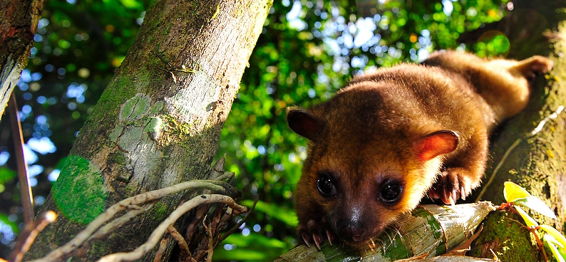 TVL: ANIMAL DA SEMANA - JUPARÁ