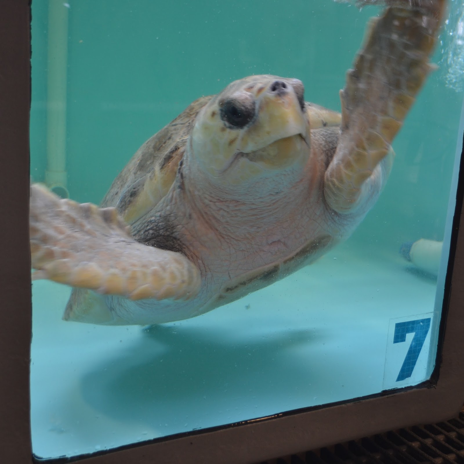 Sea Turtle Assistance and Rehabilitation: Raft and Sandy Go Home