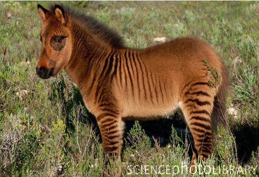 Zebroid, Persilangan Kuda Zebra | Tareqi Sensei