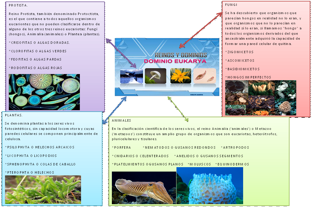 Blogger mi libreta de biologia: Mapa 10 Dominio Eukarya