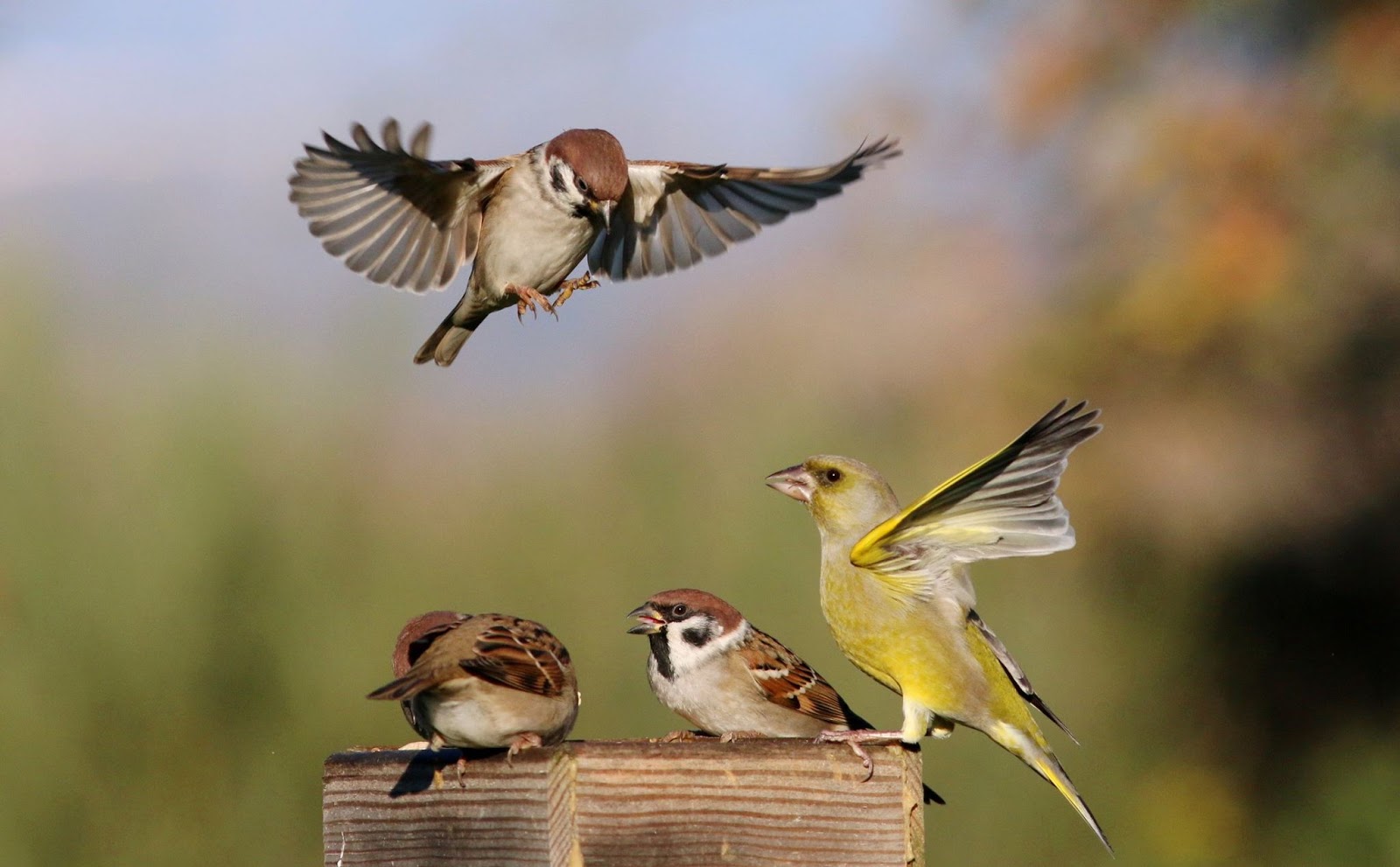 NAŠE ZAHRADY: Ptáci na zahradě. Zvonek zelený a vrabci polní. Na ...