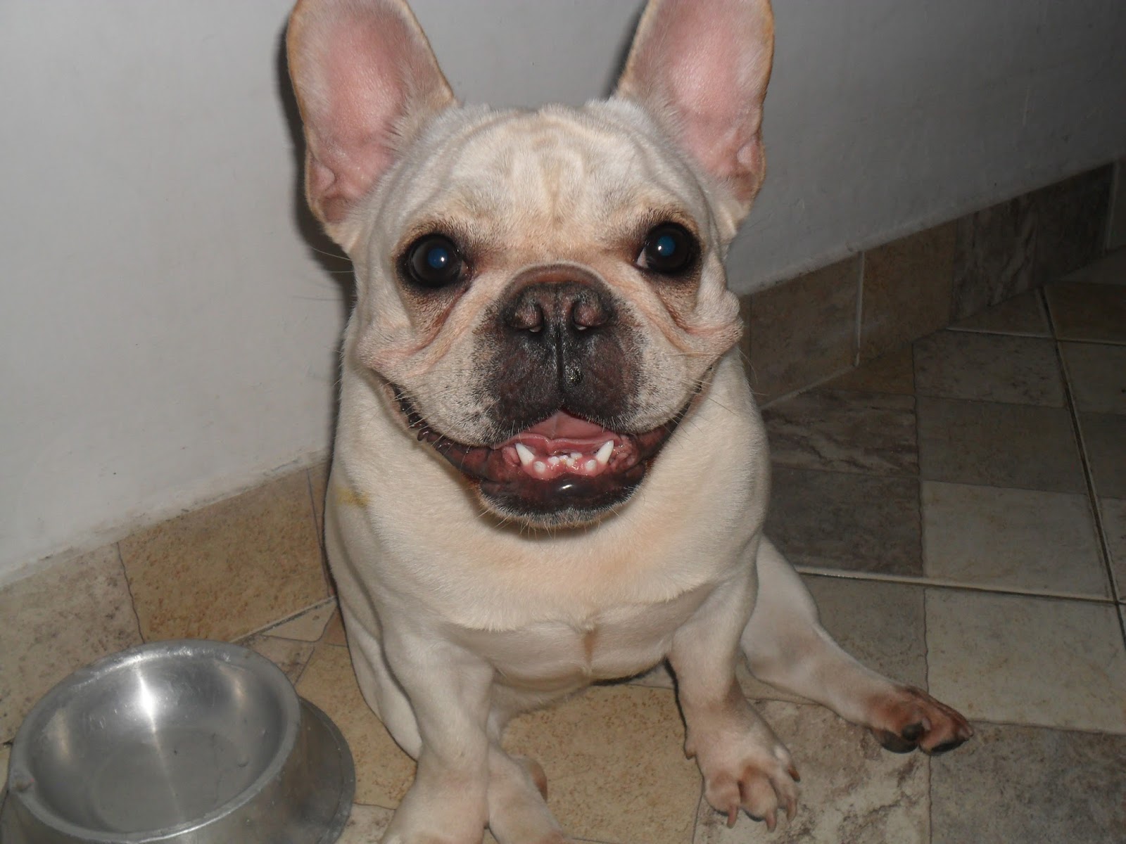 Lo mejor del Bulldog Frances: BULLDOG FRANCES barcino inverso