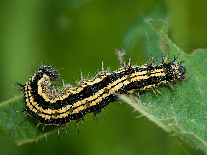 Studiebol: Het langzaam-aan-dieet, Gerbrand van Hout, 2003.