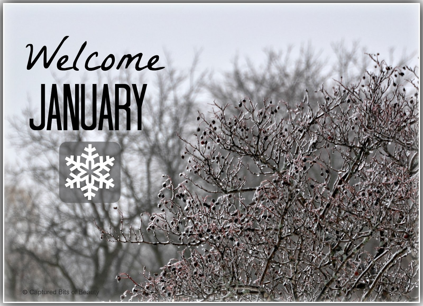 Captured Bits of Beauty: Welcome January