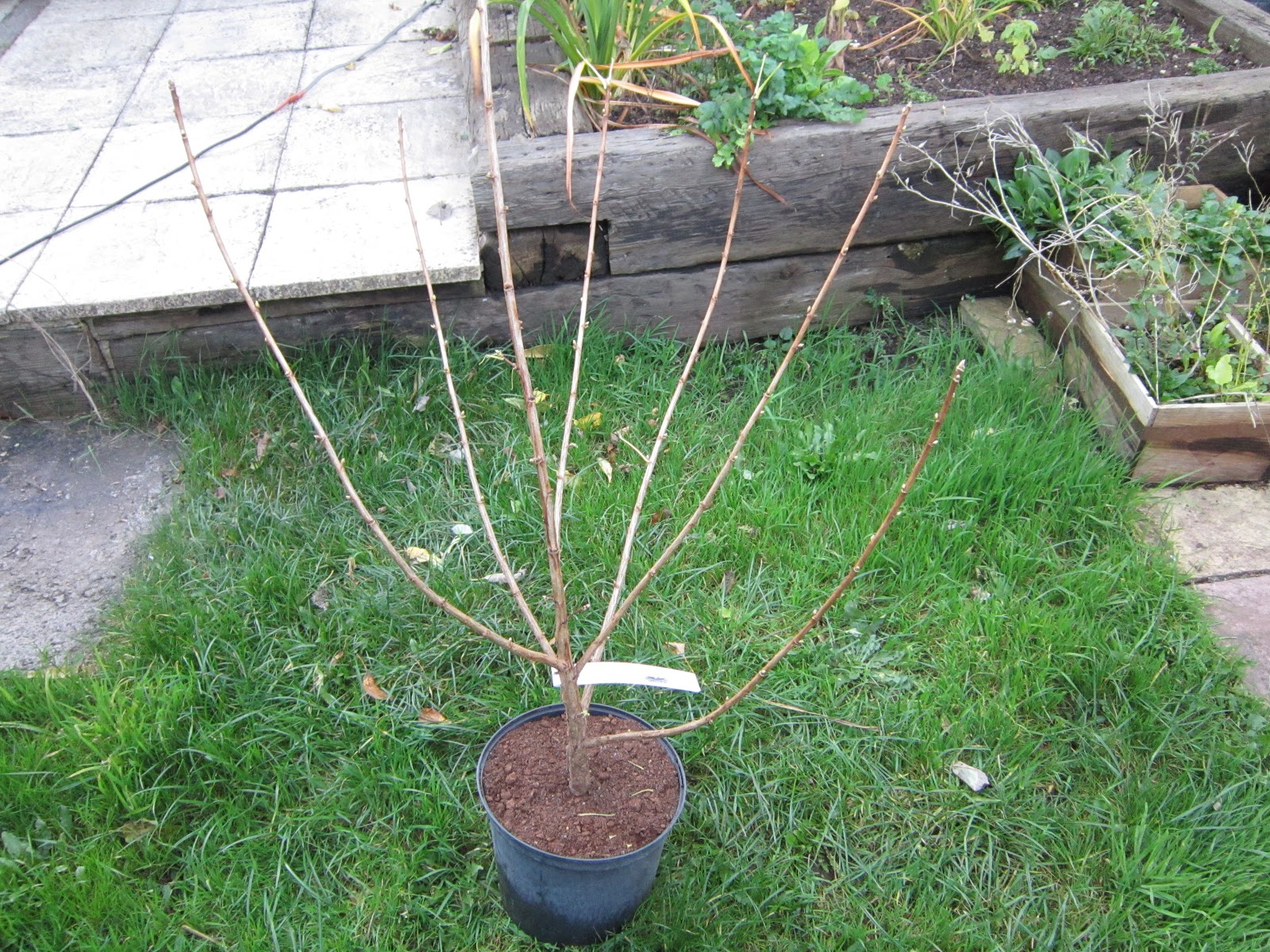 Seeds, roots, leaves and fruits...: Propagating Jostaberries