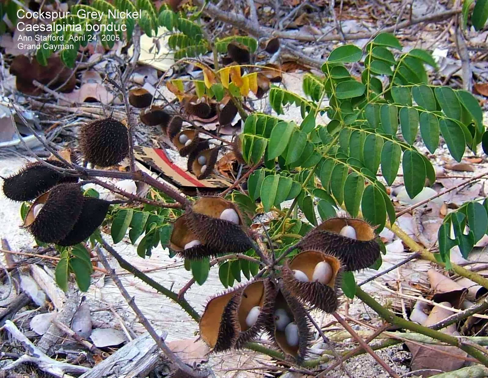 CaymANNature: Cockspur, Grey Nickel - Caesalpinia bonduc