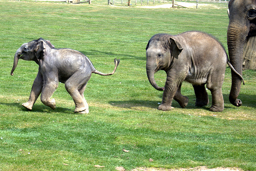 Zoo News Digest: Anne the Last British Circus Elephant - What Next?