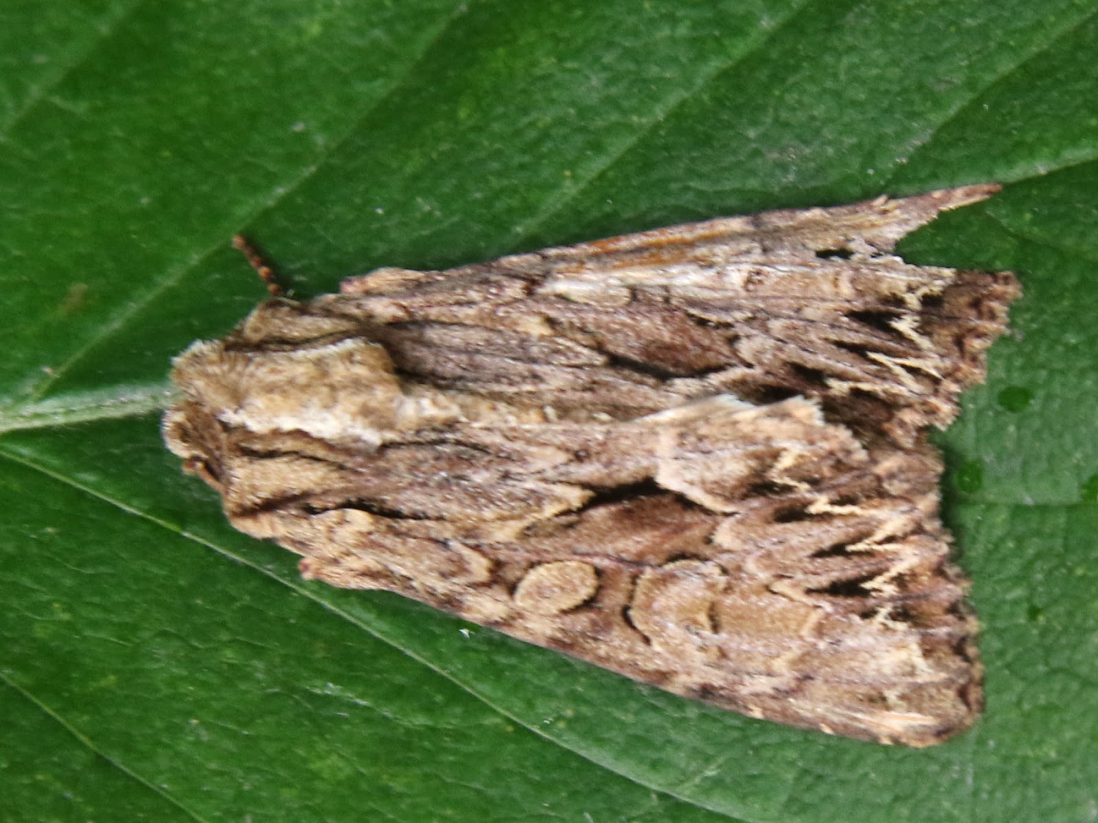 Birding with Flowers: June Moths