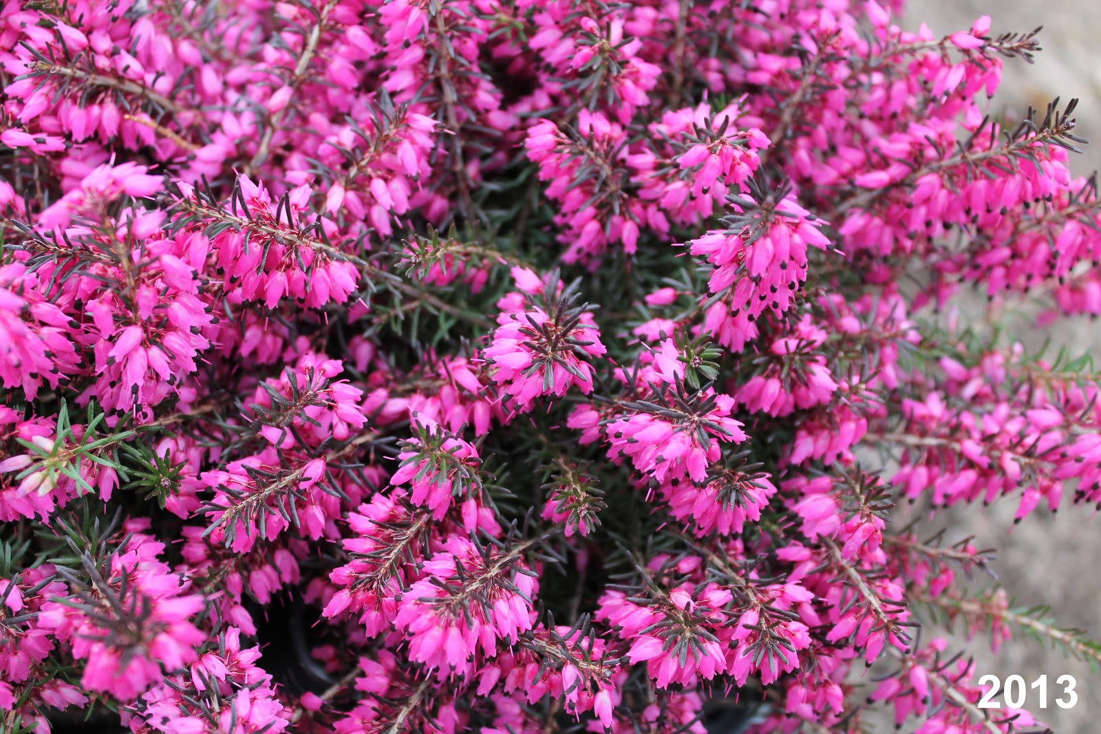 Dortes syslerier: Danske lyng fra Gl. Sunds