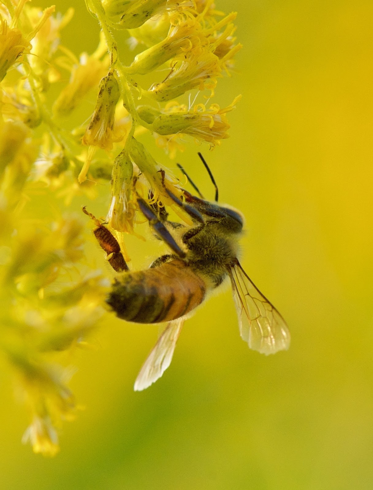Seasons in Upper Turkeyfoot: The Bee Field