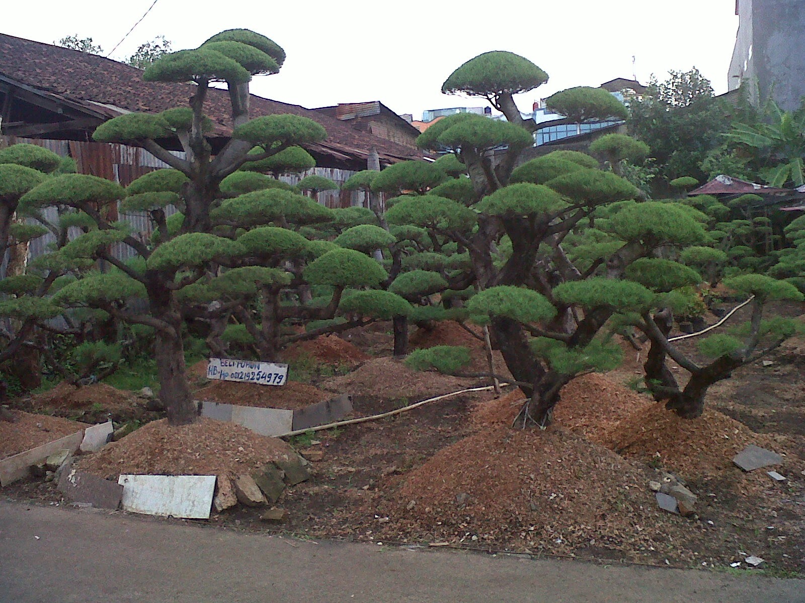 Jual Pohon Cemara Udang | Bonsai Cemara Udang - PASAR TAMAN